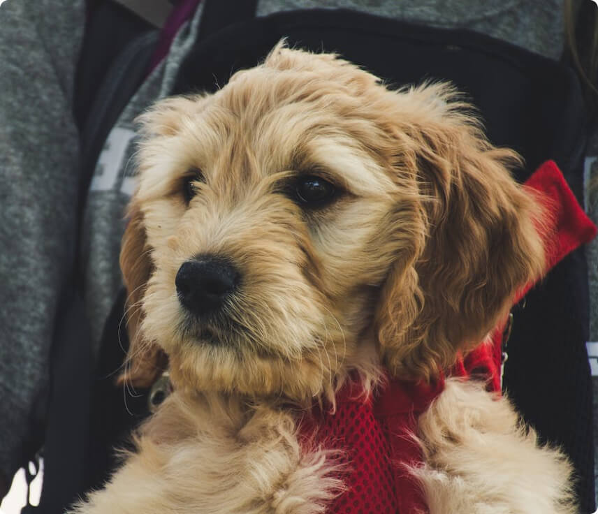 Success Stories – Waggle Shop